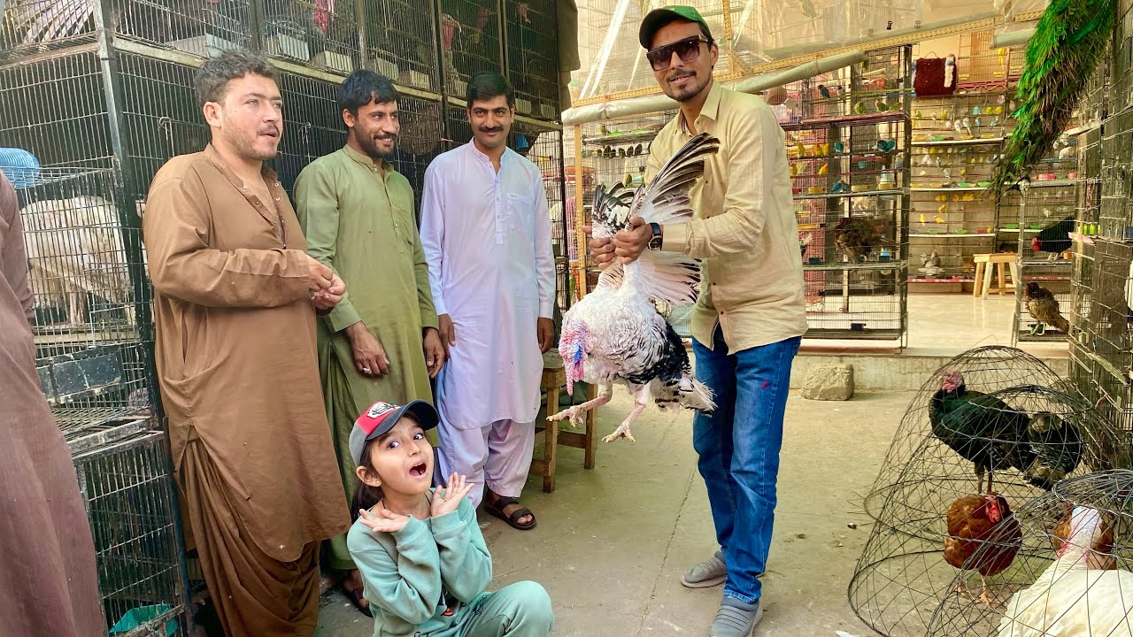 Chota Ali Ka Khatarnak Turkey Bird Mehermah K Liye Ly Liya | Boht Saray ...