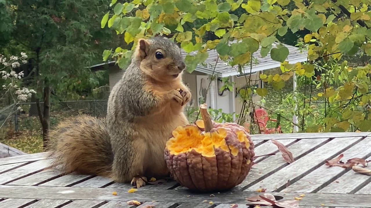 Fox Squirrel Eating Squash (IPhone) - YouTube