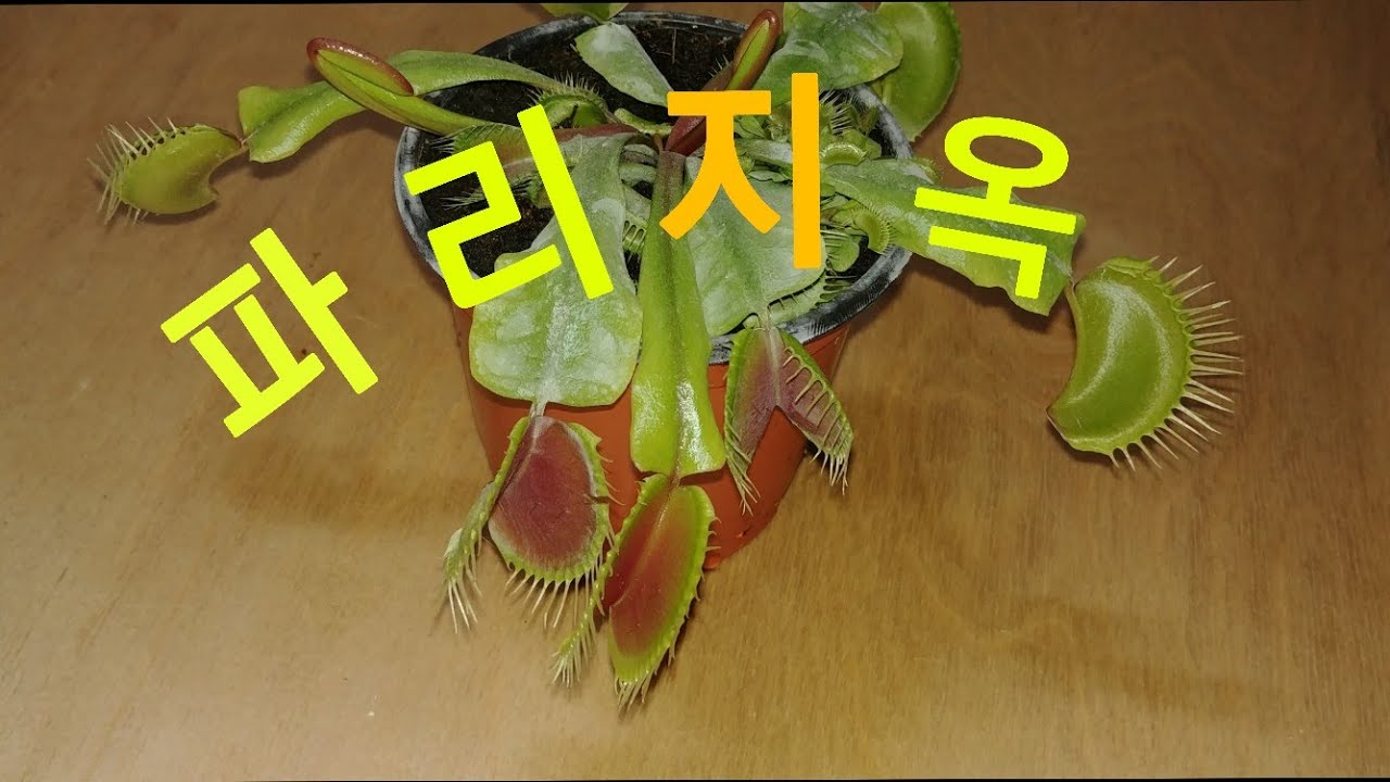 파리지옥 육식을하는식물 다육이 화훼농원 국민다육 다육이관리 화분만들기 다육이화분 다육이잎꽂이 Youtube