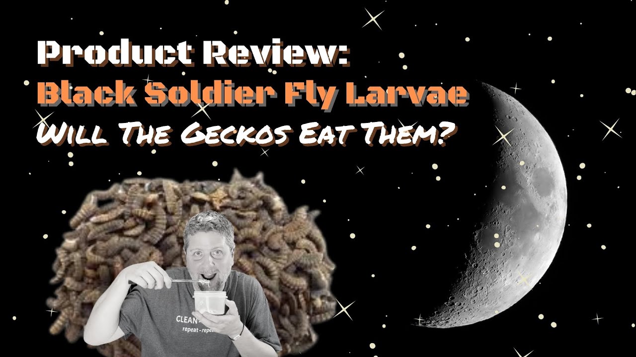 Product Review: Black Soldier Fly Larvae | Will The Geckos Eat Them ...