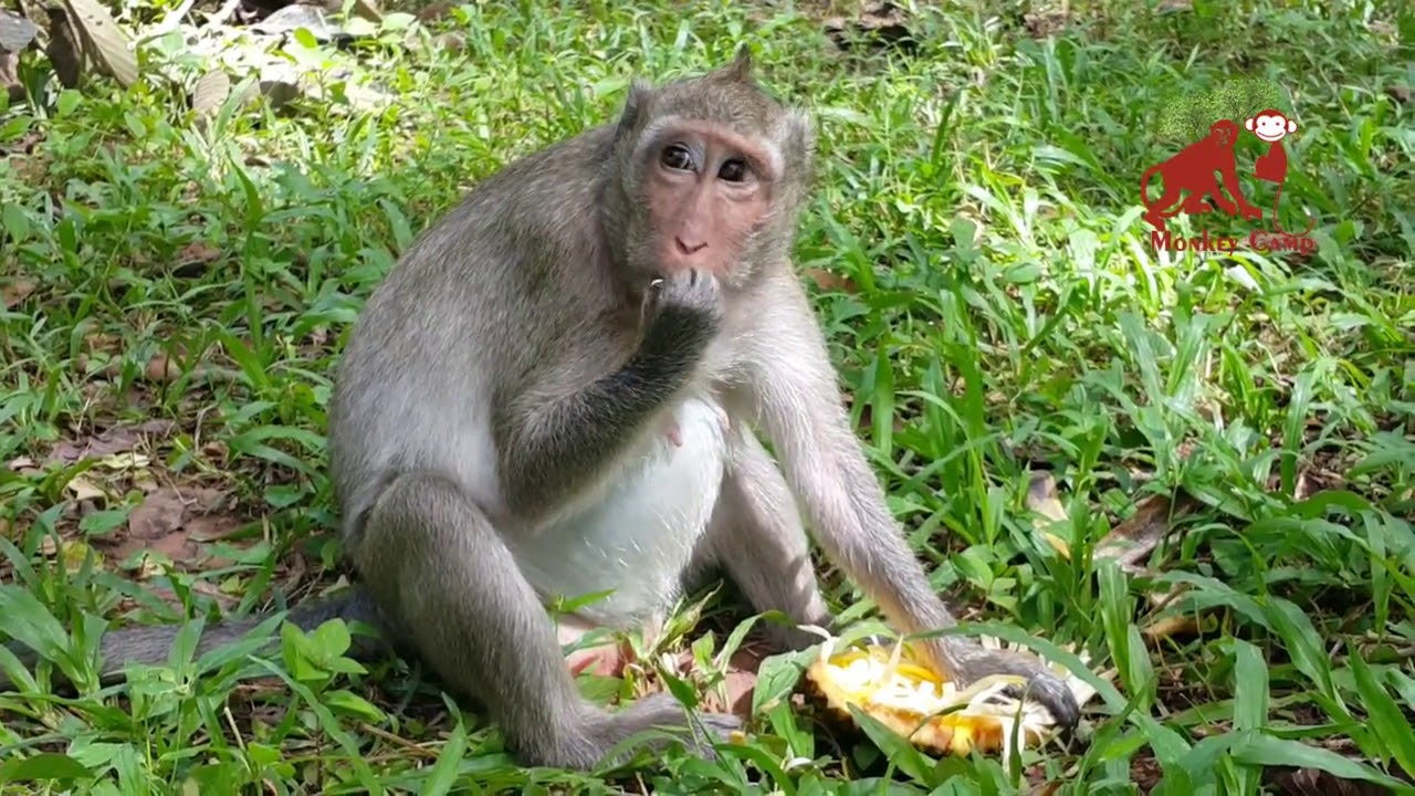 Mum clean baby monkey's skin, Baby monkey want to clean his skin ...