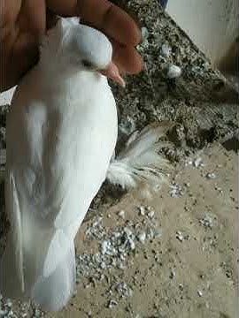 Yahoo pigeons - YouTube