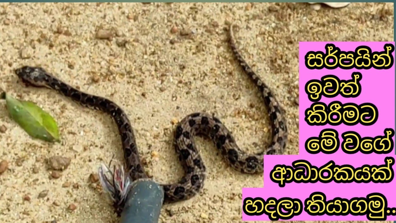 කුණකටුවා/ පොළොං තෙලිස්සා, Kunakatuwa , Polon thelissa, rrem's hump ...
