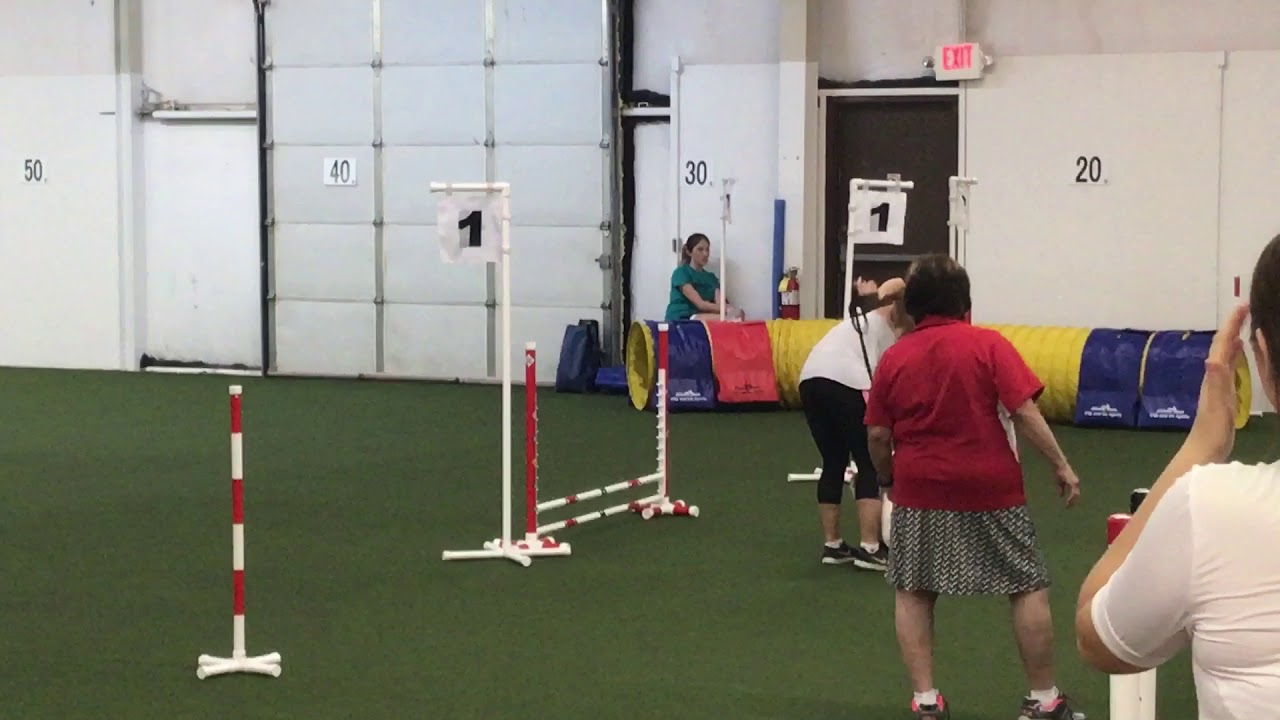 CPE Agility level 5 Snooker Woody ARFF 9/23/17 Q - YouTube