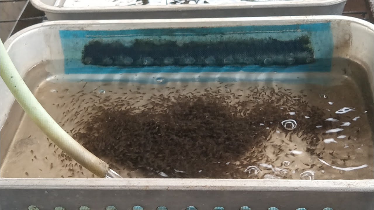 Incredible Tilapia Egg Incubation Process - YouTube