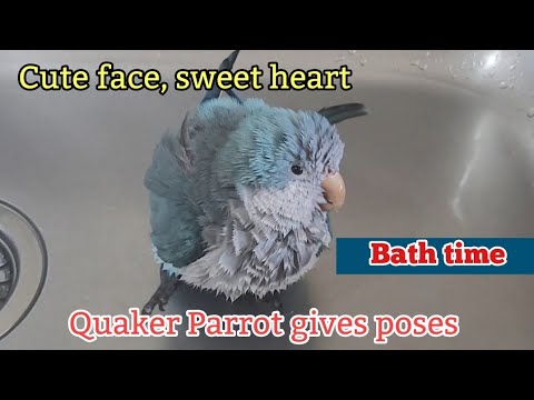 Quaker Parrot Taking Bath | Parrot Bathing in Water - YouTube