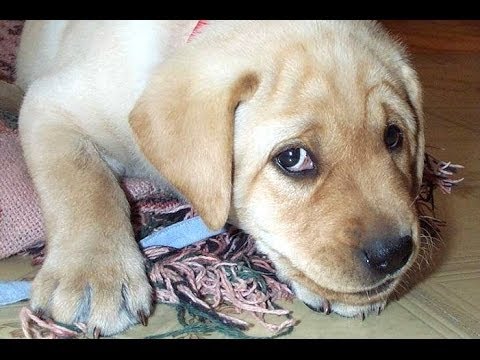 Suçlu köpek videosu - komik suçlu köpekler. Derleme