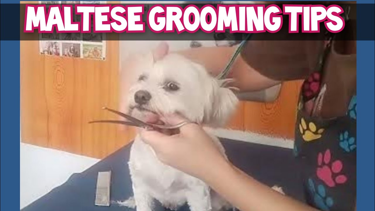 Maltese grooming step by step - YouTube