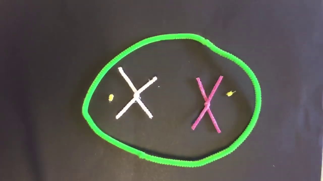 Cell Mitosis Timelapse 3D Model 8.3 Cell Splitting Diagram - YouTube