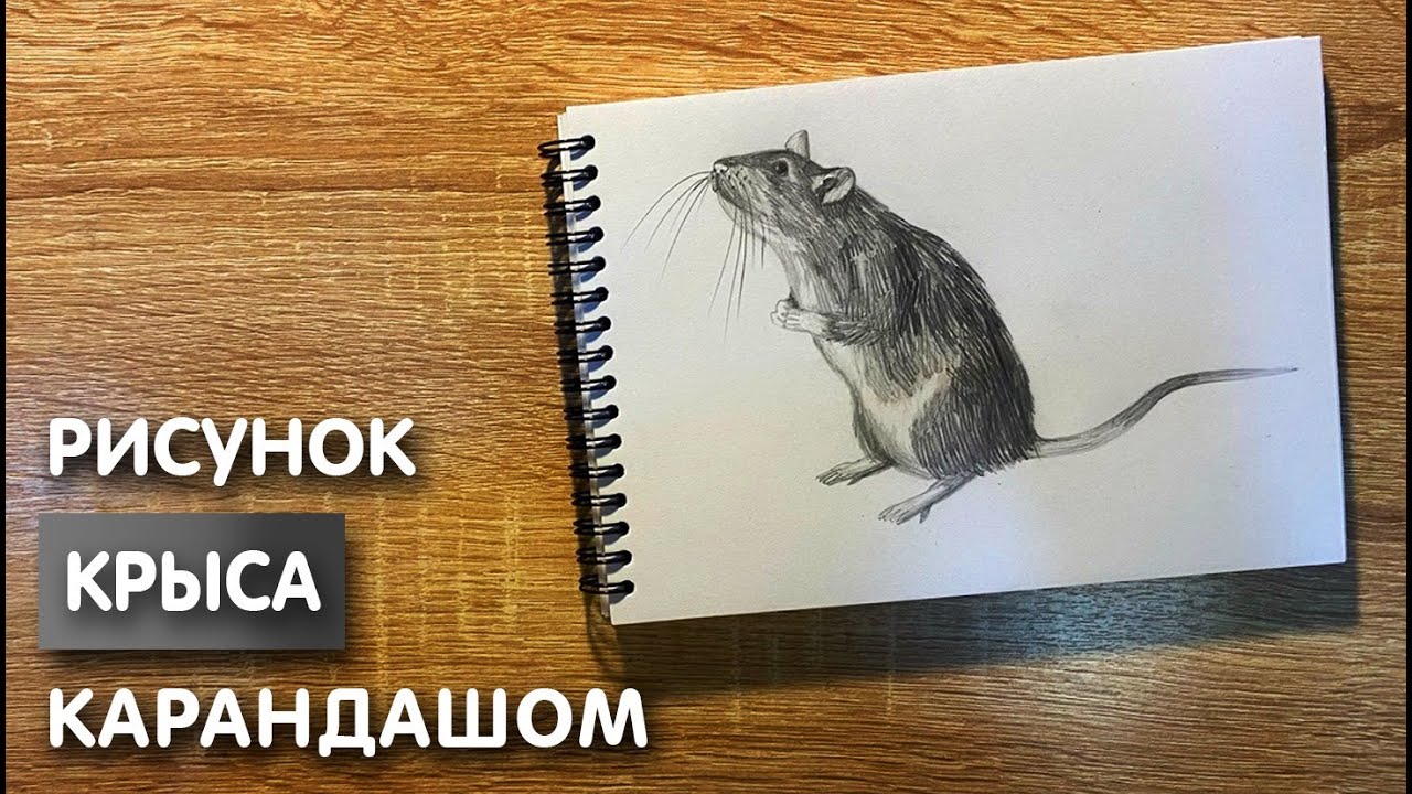 Как нарисовать крысу карандашом Рисунок для начинающих поэтапно Youtube