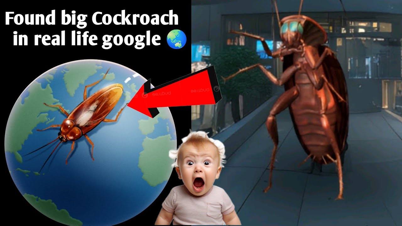 i found big Cockroach 🐜🐜 on google 🌏 earth and maps - YouTube