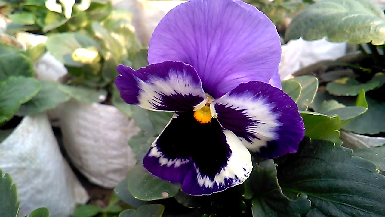 Top 10 panaji flower - YouTube