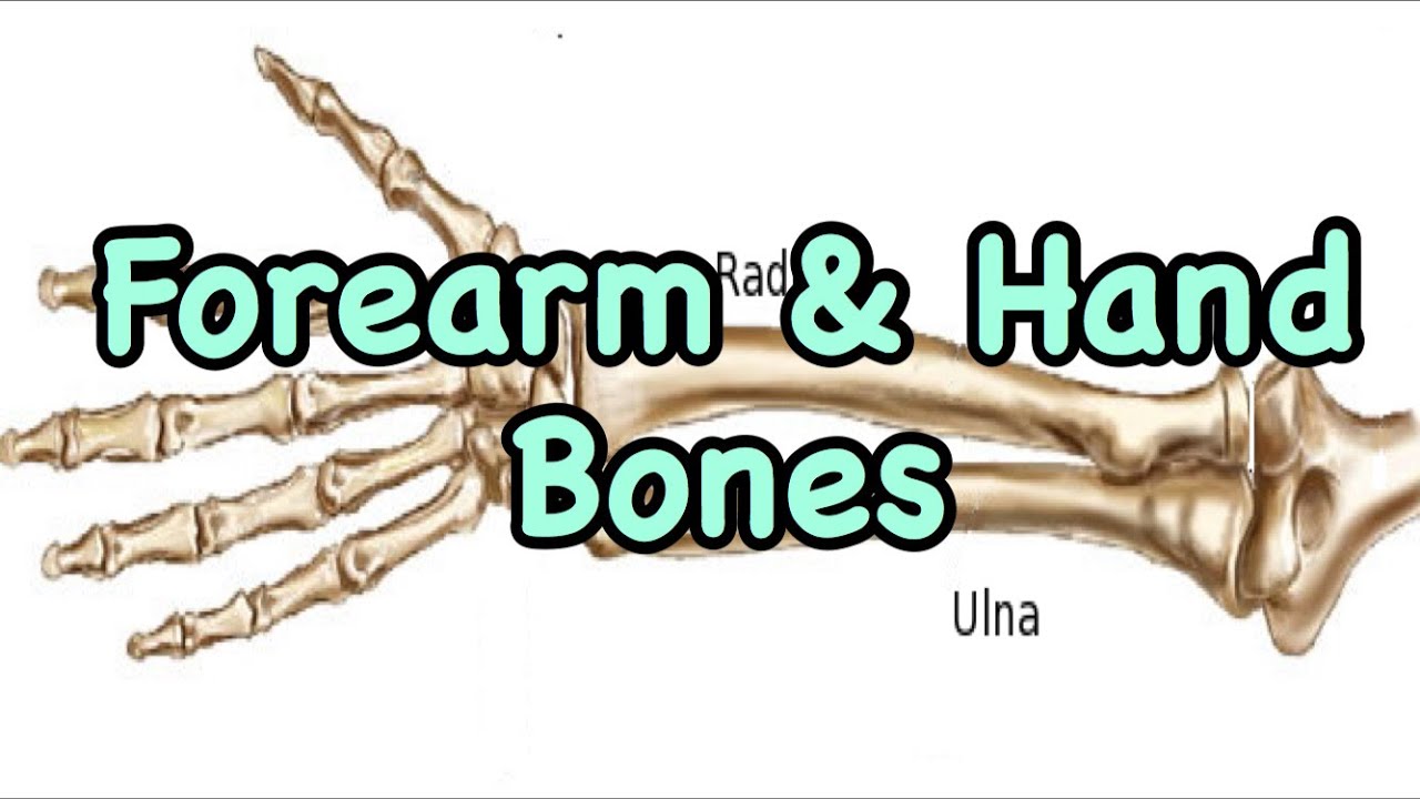 Forearm and Hand Bones | Human Anatomy - YouTube