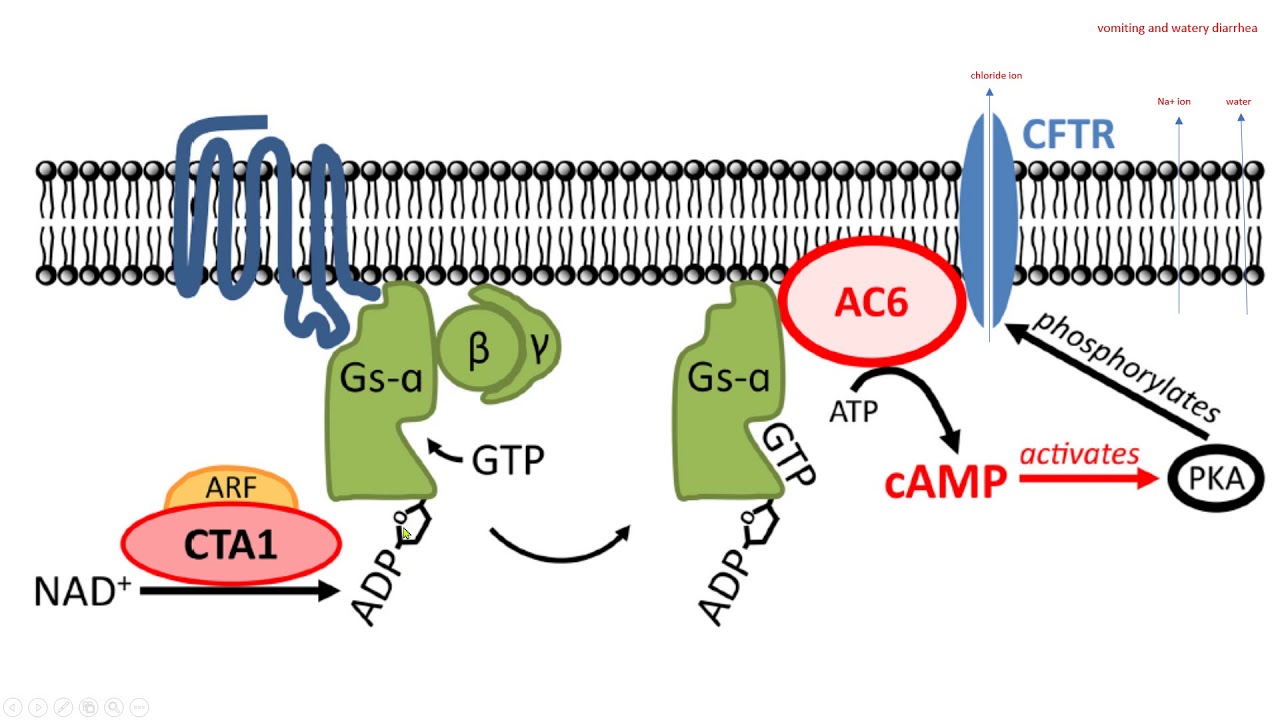 toxina cólera cAMP PKA biochemistry bioquímica - YouTube