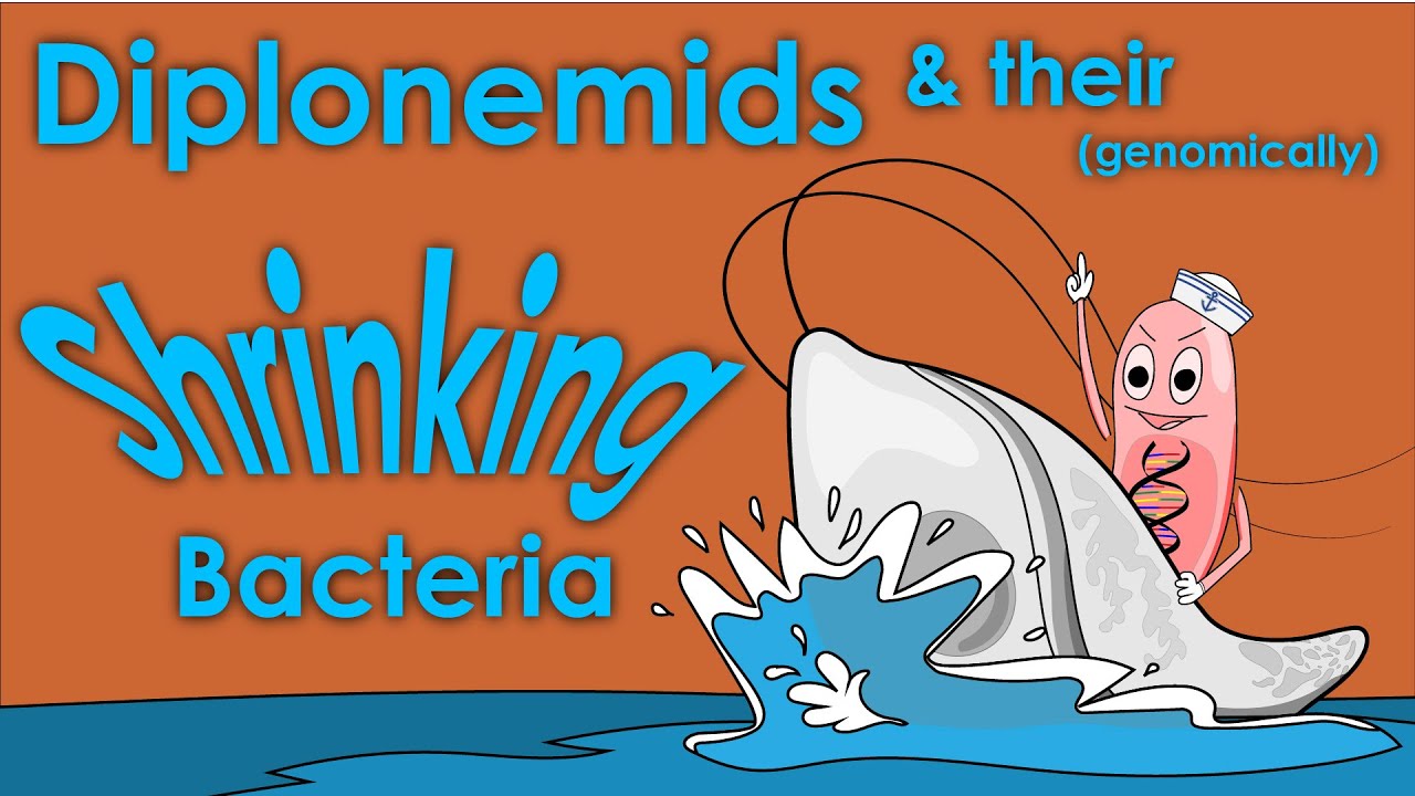 Diplonemids and their Shrinking Bacteria - YouTube
