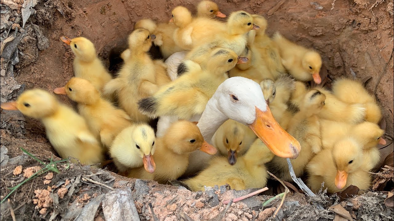 Wow Amazing Pekin 50 Ducklings Hatching From Eggs_Nee Baby Duck Cute ...