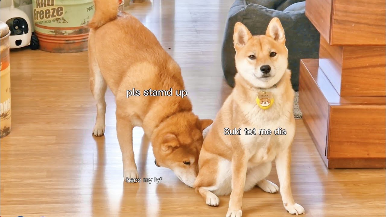 Raya responds to Shiro's bumbum tactics! - YouTube