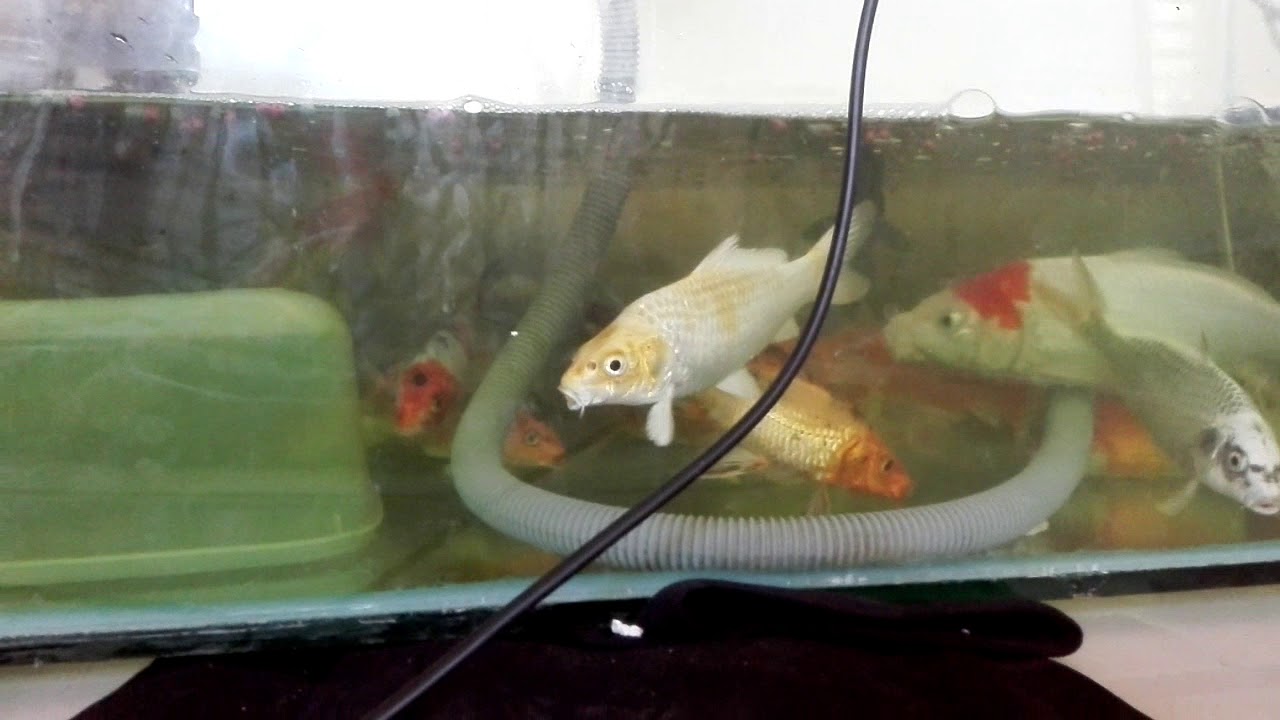 Temporary tank koi fish - DIY koi tank - Koi fish - YouTube