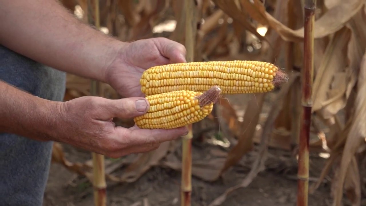 PG17: THE HIGH COST OF CHOPPING STALK ROLLS - YouTube