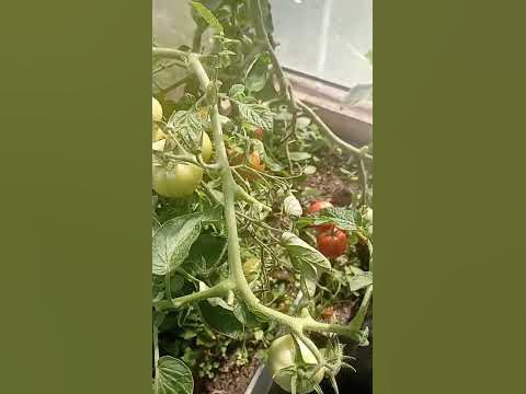 🍅Томат Саня🍅🍅 - YouTube
