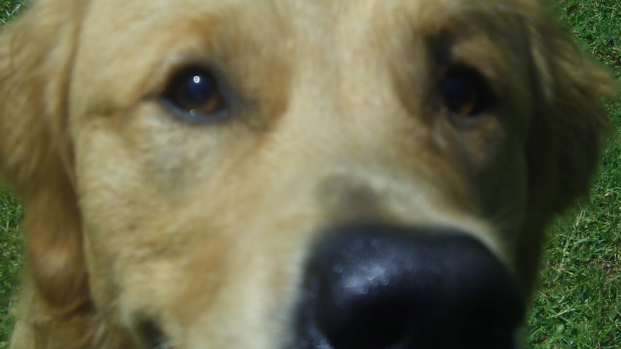 Golden Retriever Leo. - YouTube