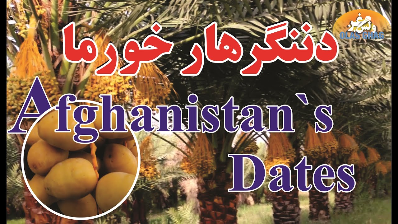Afghanistan Dates د افغانستان، ننګرهار خورما - YouTube