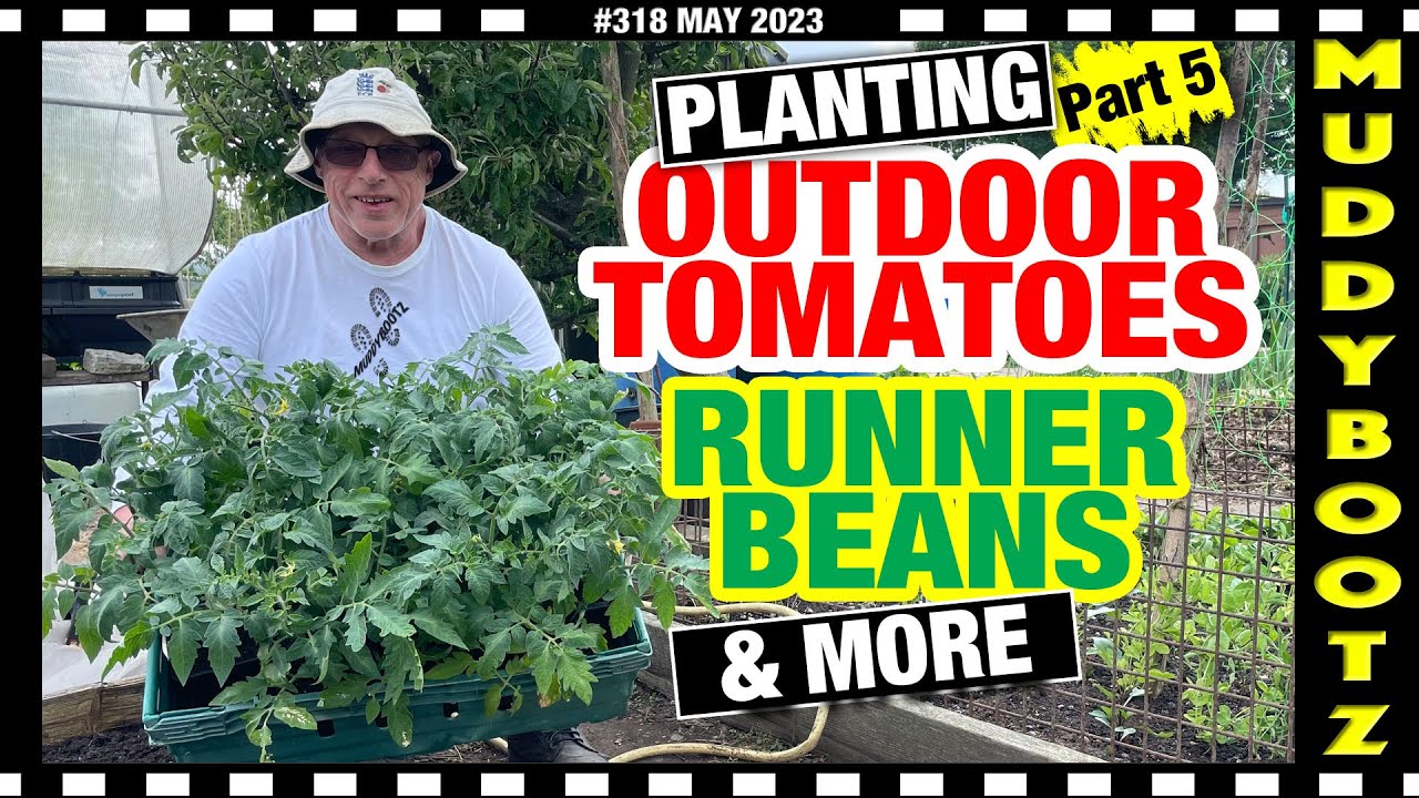🌻318 🌻 PLANTING OUTDOOR TOMATOES 🌻 PLANTING RUNNER BEANS 🌻 - YouTube