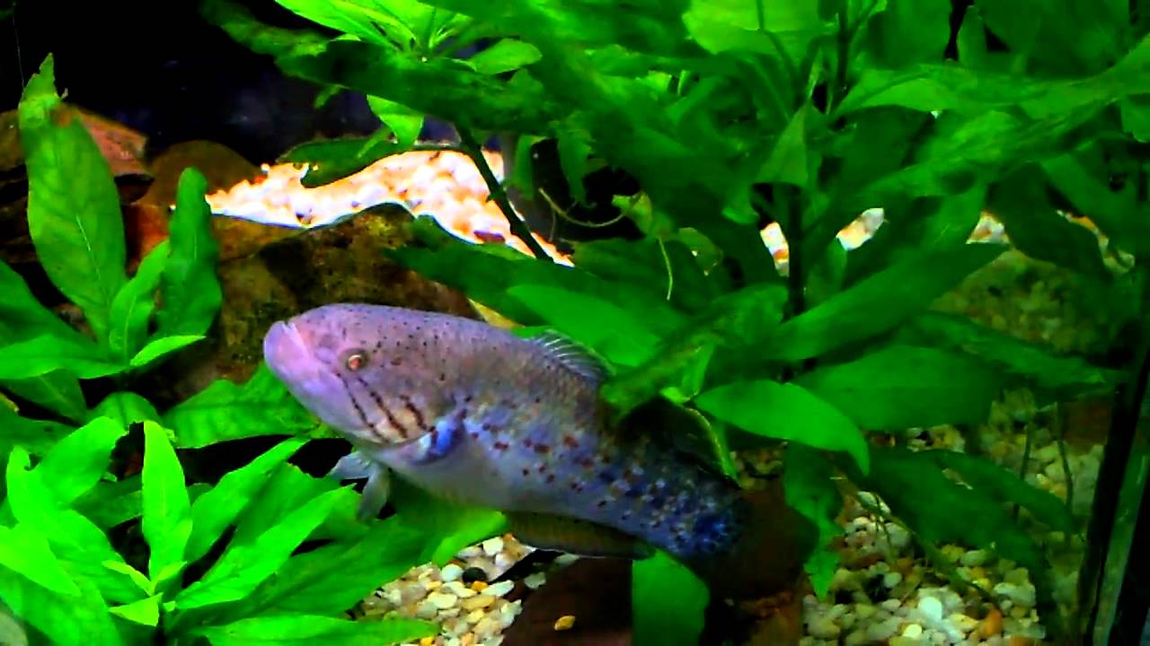 Northern Purple Spotted Gudgeon - YouTube