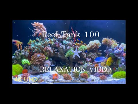Reef Tank 100. Starfish. 4K Full Hour Reef Tank Relaxation Video.Screensaver. Soothing Music.