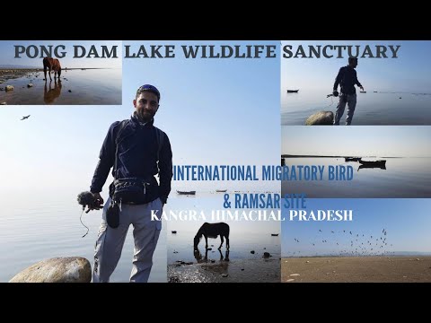Pong Dam Lake Wildlife Sanctuary|RAMSAR SITE |Migratory bird in ...