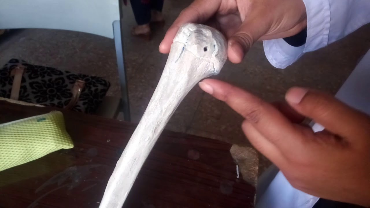 HUMERUS ,identification and complete features - YouTube