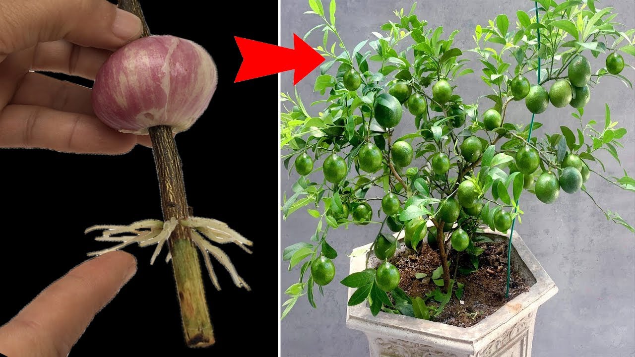 How to propagate lemon trees with onions is simple, stimulating fruit ...