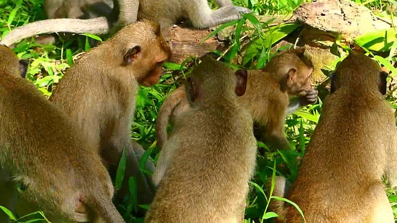 Amber Monkey Group | What BABY Monkey Doing | News Baby Monkey - YouTube
