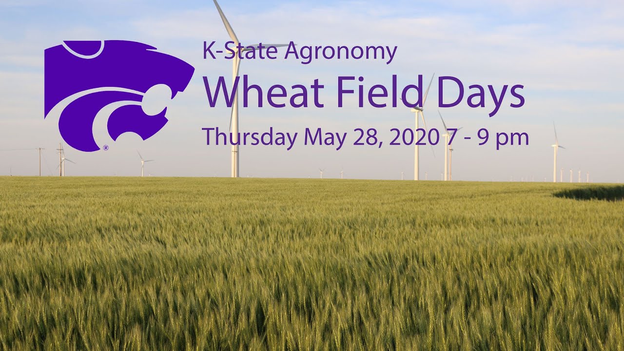 Wheat Field Days 2020 (Thursday May 28, 2020 7 pm) - YouTube