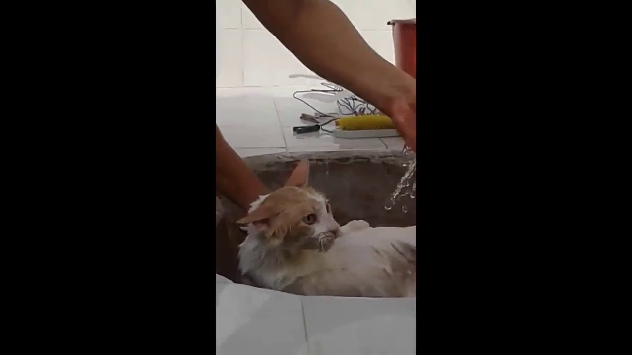😄gatos dónde está Raúl?👀 - YouTube