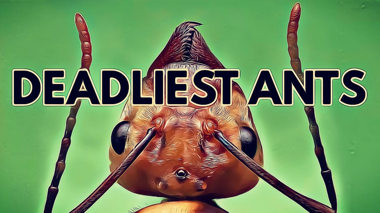 Worlds Deadliest Ants - YouTube