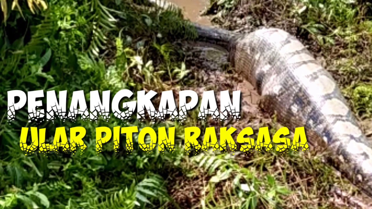 penangkapan ular piton raksasa - YouTube