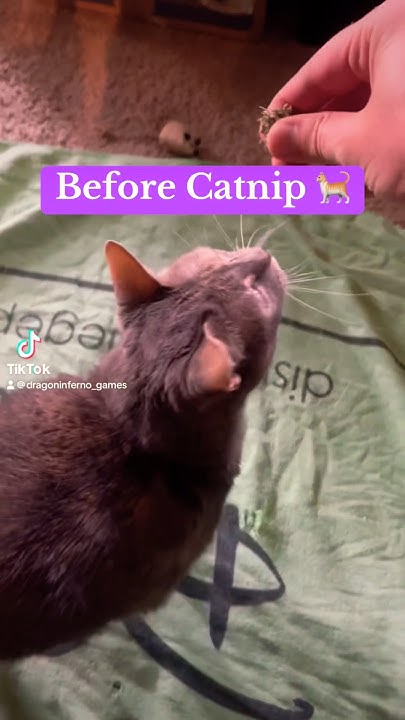 🐈 Kitty before and after catnip #cat #cute #shorts - YouTube