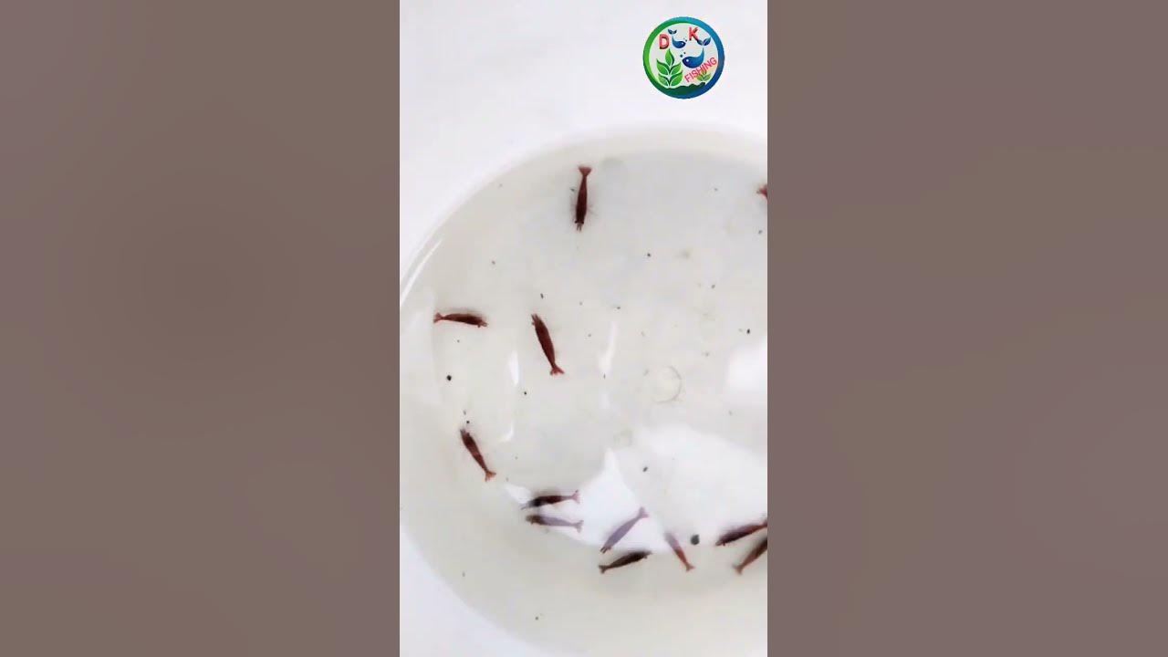 Cherry Shrimps 🦐aquriamshrimpsyoutubeshorts Youtube