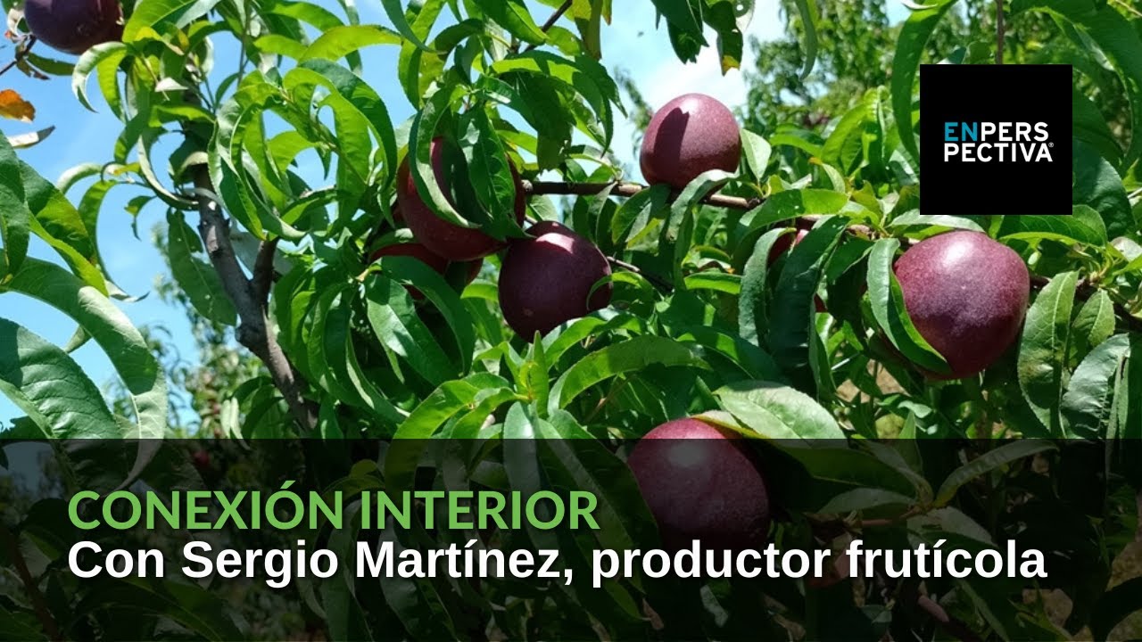El Pelón: ¿Cómo es el trabajo detrás de esta fruta, en la plantación ...