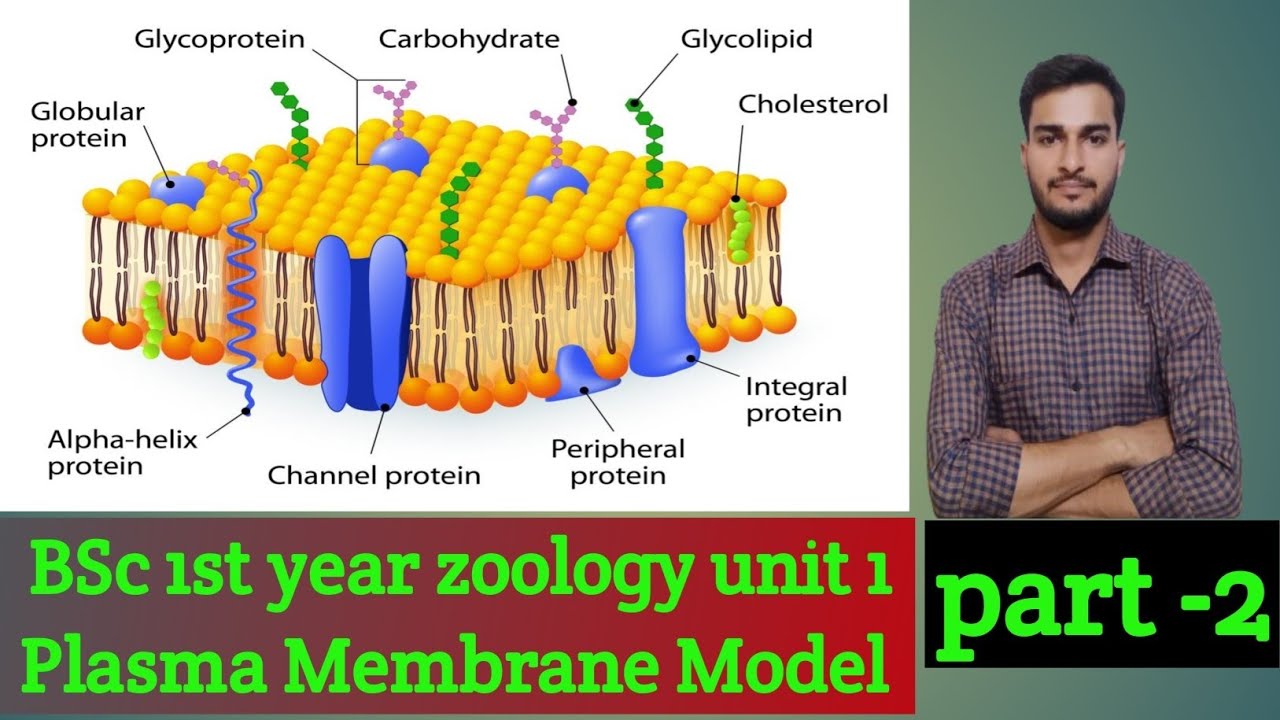Plasma membrane model #fluid mosaic model #unit membrane model # ...