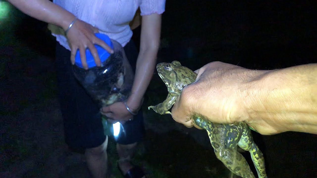 Caught A Lot Of Big Frogs In A Rainy Night Night Hunting To Harvest Wild Frogs Youtube