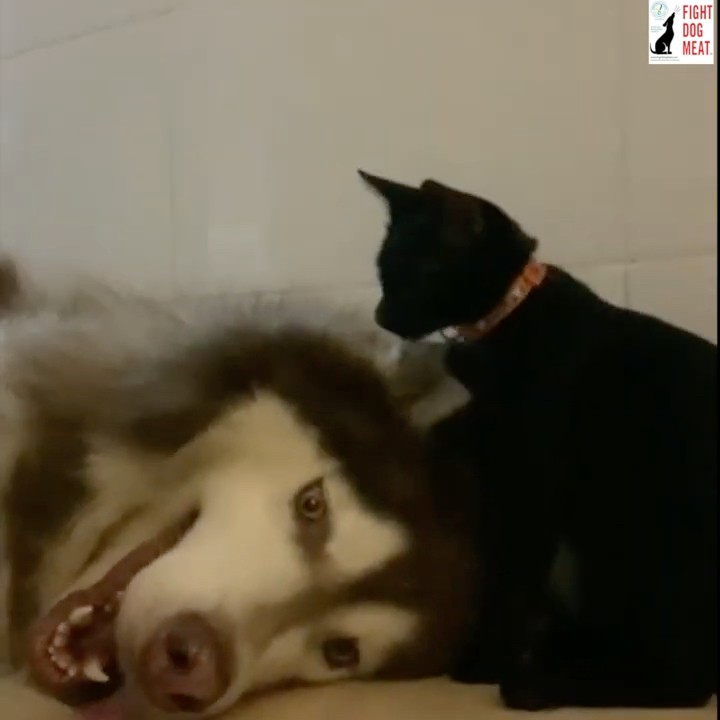 Vietnam: Our Rescue 'Billy' With Mom And Binx - YouTube