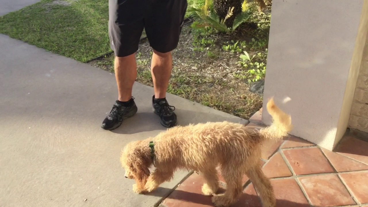 Goldendoodle Retriever Training II - YouTube