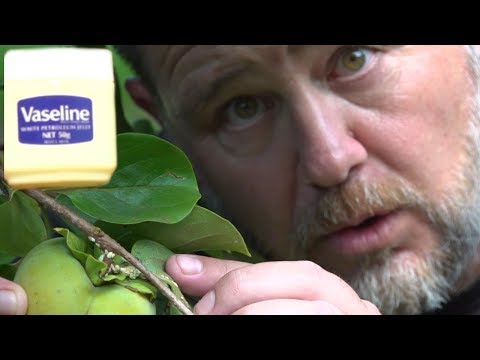 How To Care For Lemon Tree Wooly Aphids