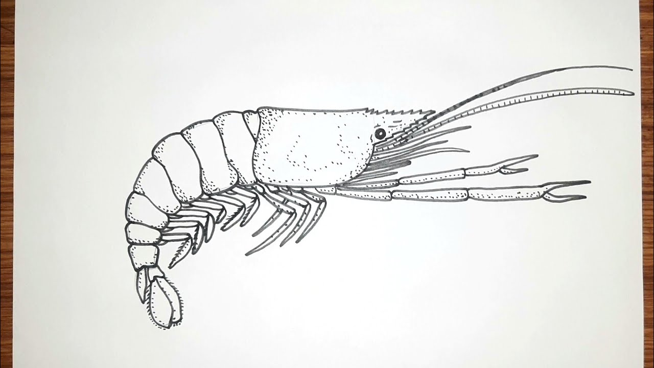 How to draw a Prawn step by step | Shrimp fish drawing | চিংড়ি মাছ ...