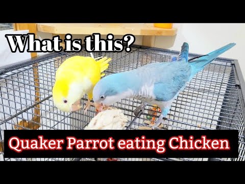 Talking Quaker Parrot Eating Chicken 🐔 | Parakeet Eating Food - YouTube