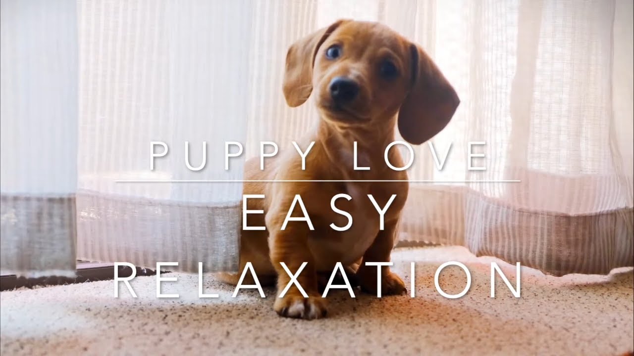 Cute Puppy, Deep Meditation Music, Calming Spa Music, Relaxing Music ...