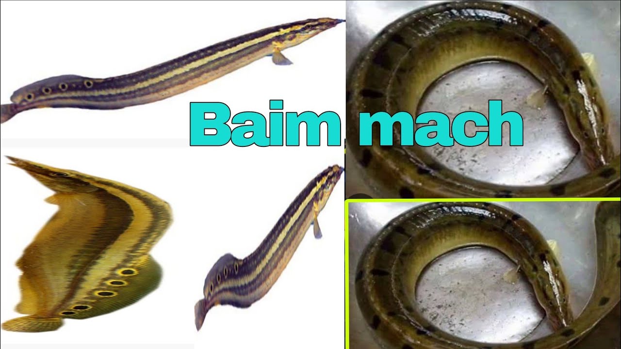 Baim mach Fish new video India Hi Vlog - YouTube