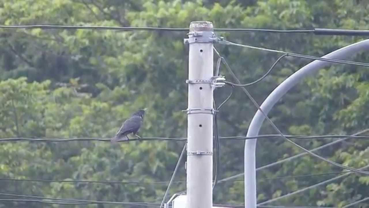 Carrion Crow Using Car Traffic to Crack a Walnut ハシボソガラス（野鳥）が交差点を利用した ...